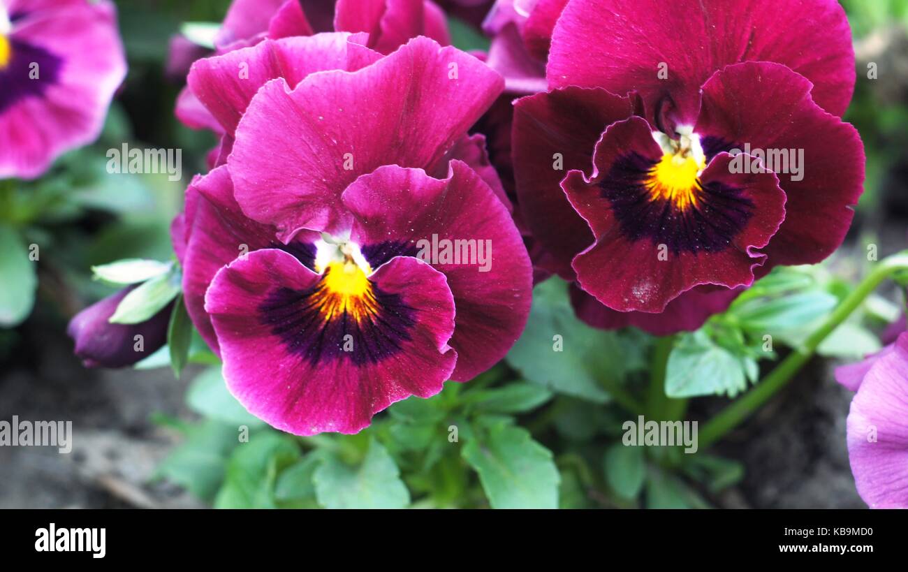 Spring flowers blooming in April and May on lawns, bushes and trees in ...