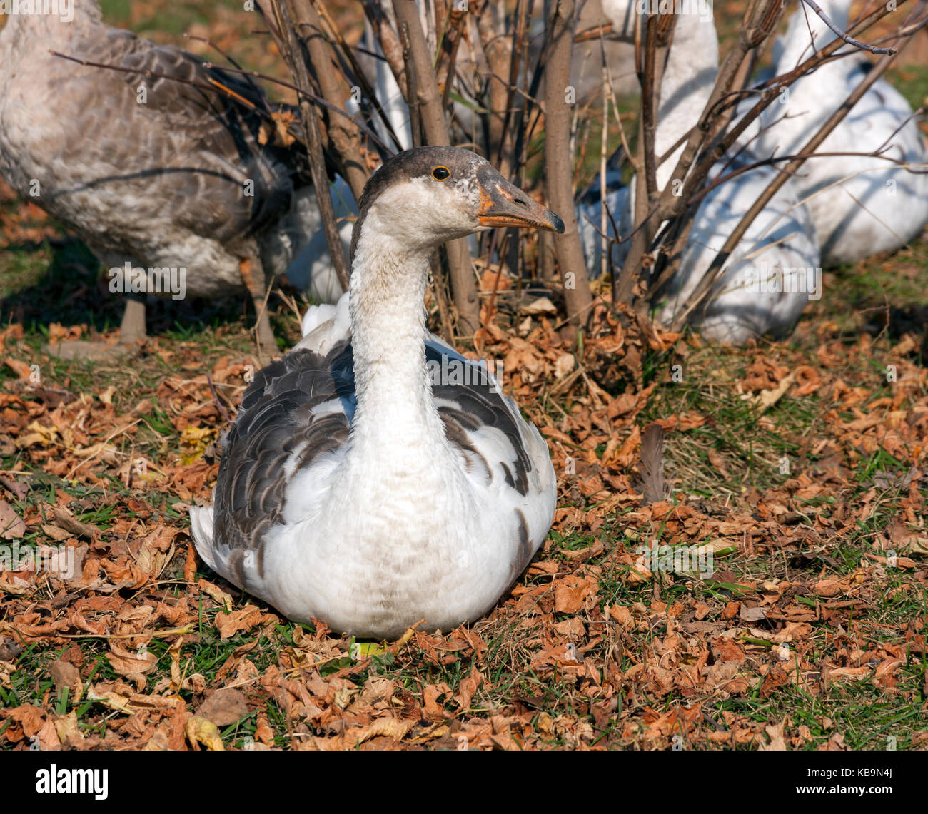 Gray domestic goose sitting in the autumn leaves Stock Photo - Alamy