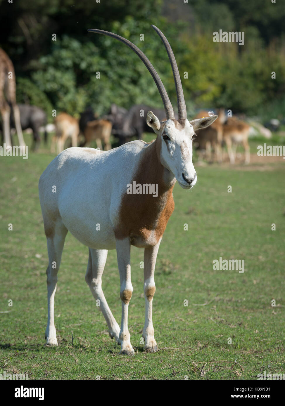 The scimitar oryx or scimitar-horned oryx (Oryx dammah), also known as ...