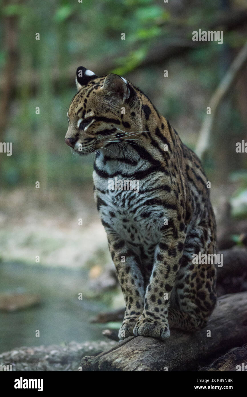 Ocelot wildcat wildlife hi-res stock photography and images - Alamy