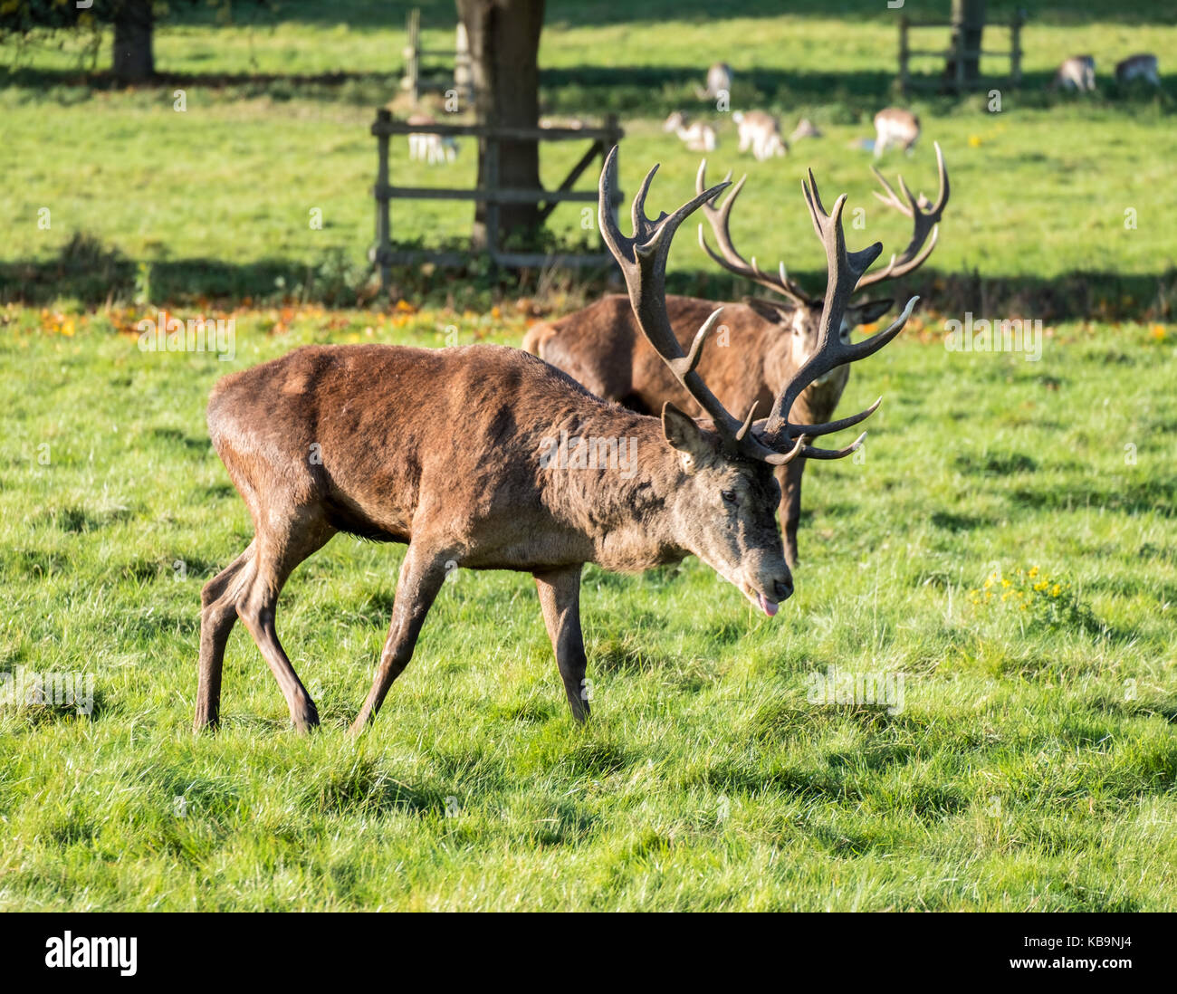 Stags in wollaton park hi-res stock photography and images - Alamy
