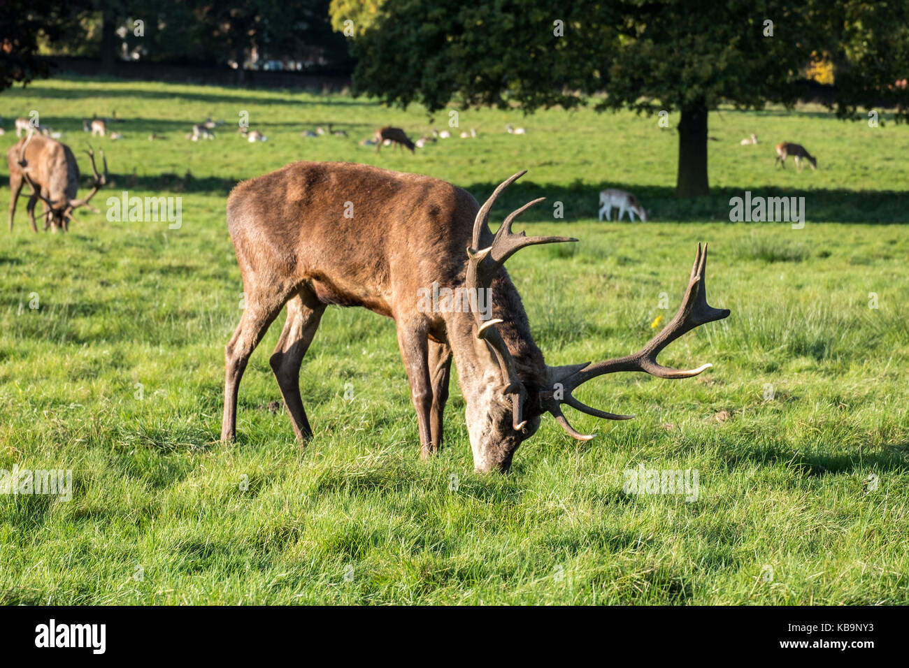 Stags in wollaton park hi-res stock photography and images - Alamy