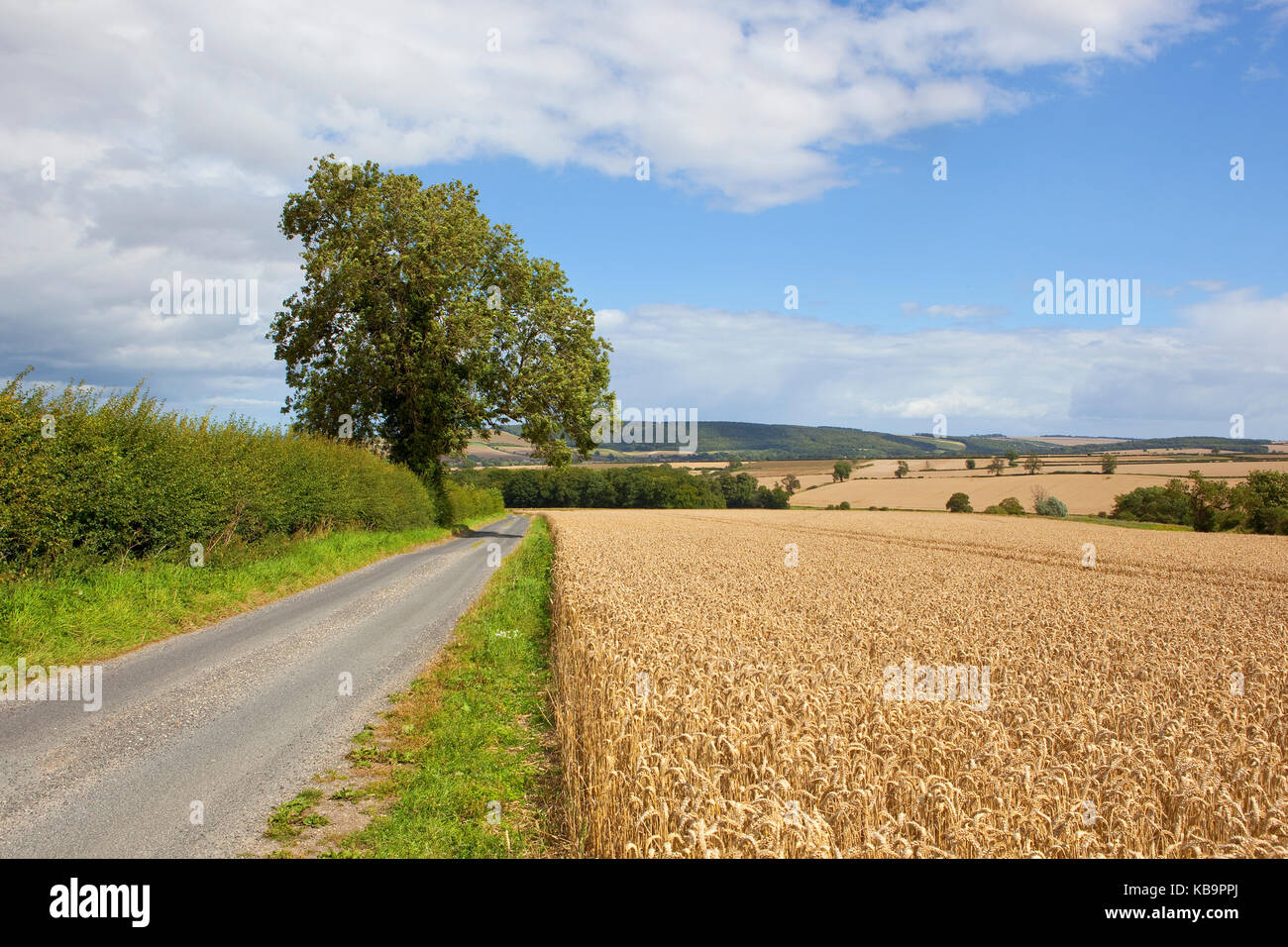 a small country road with scenery in the yorkshire wolds near a ripe ...