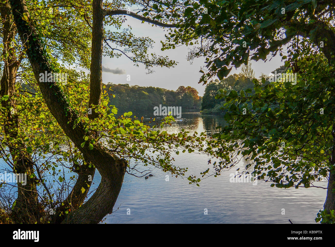 Lake in countryside parkland, England Stock Photo - Alamy
