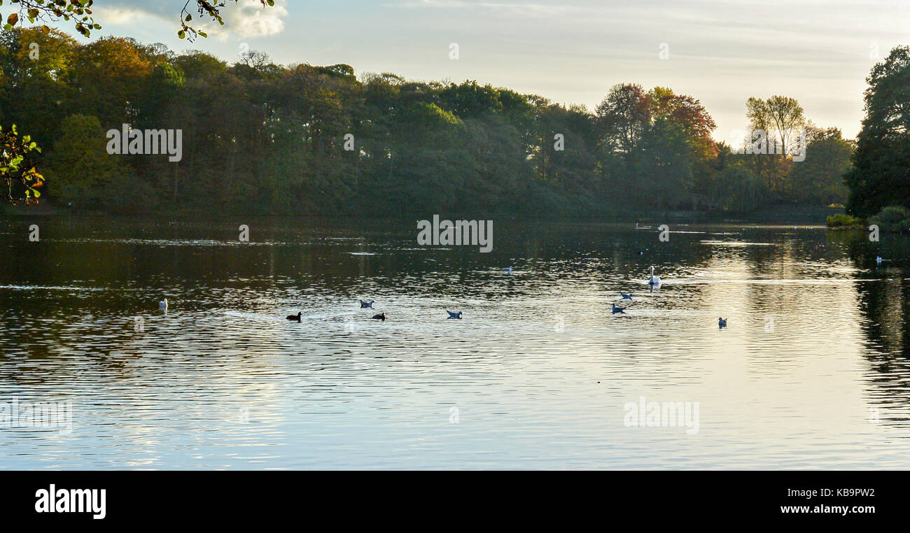 Lake in countryside parkland, England Stock Photo - Alamy