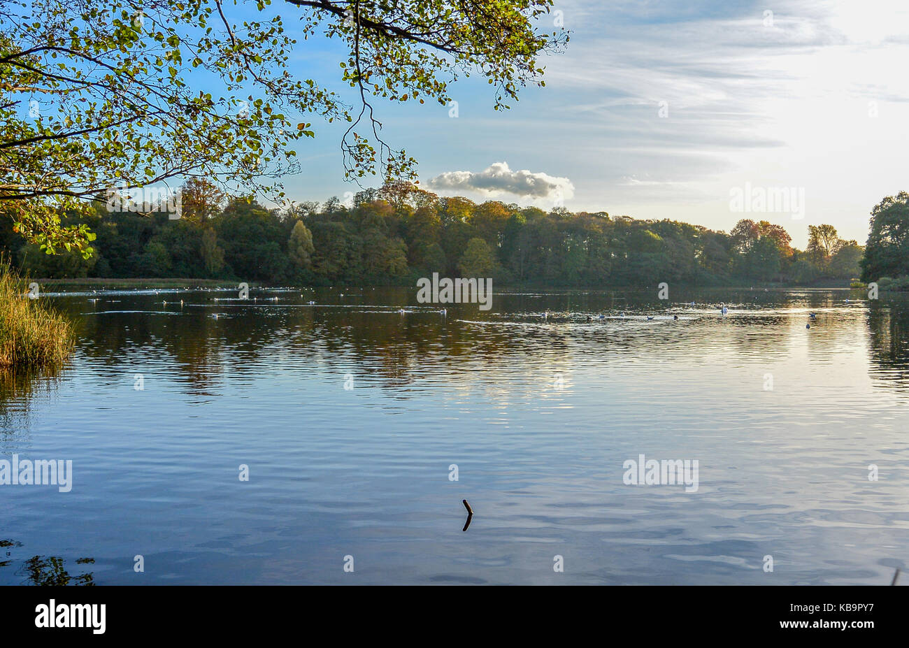 Lake in countryside parkland, England Stock Photo - Alamy