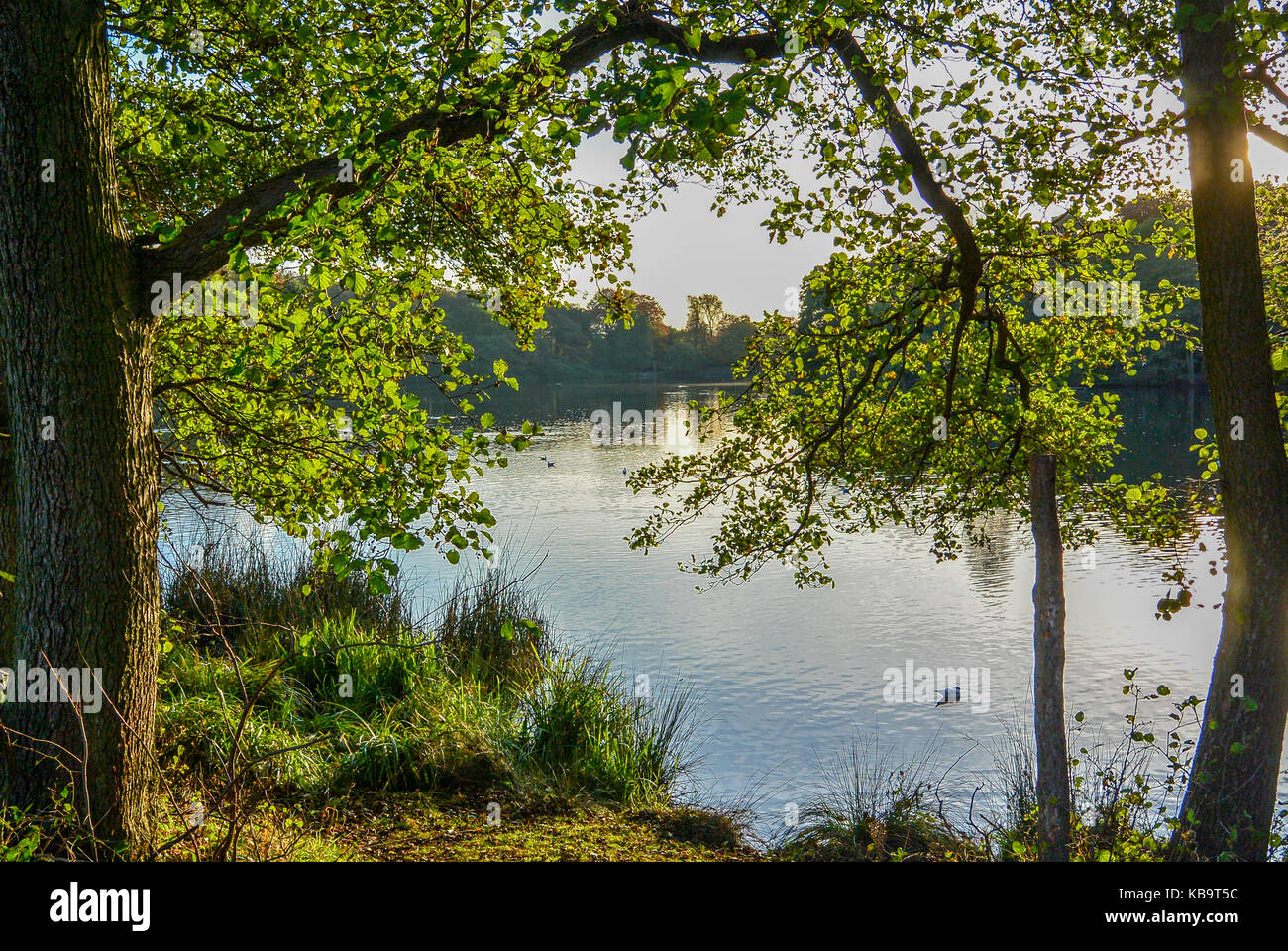 Lake in countryside parkland, England Stock Photo - Alamy