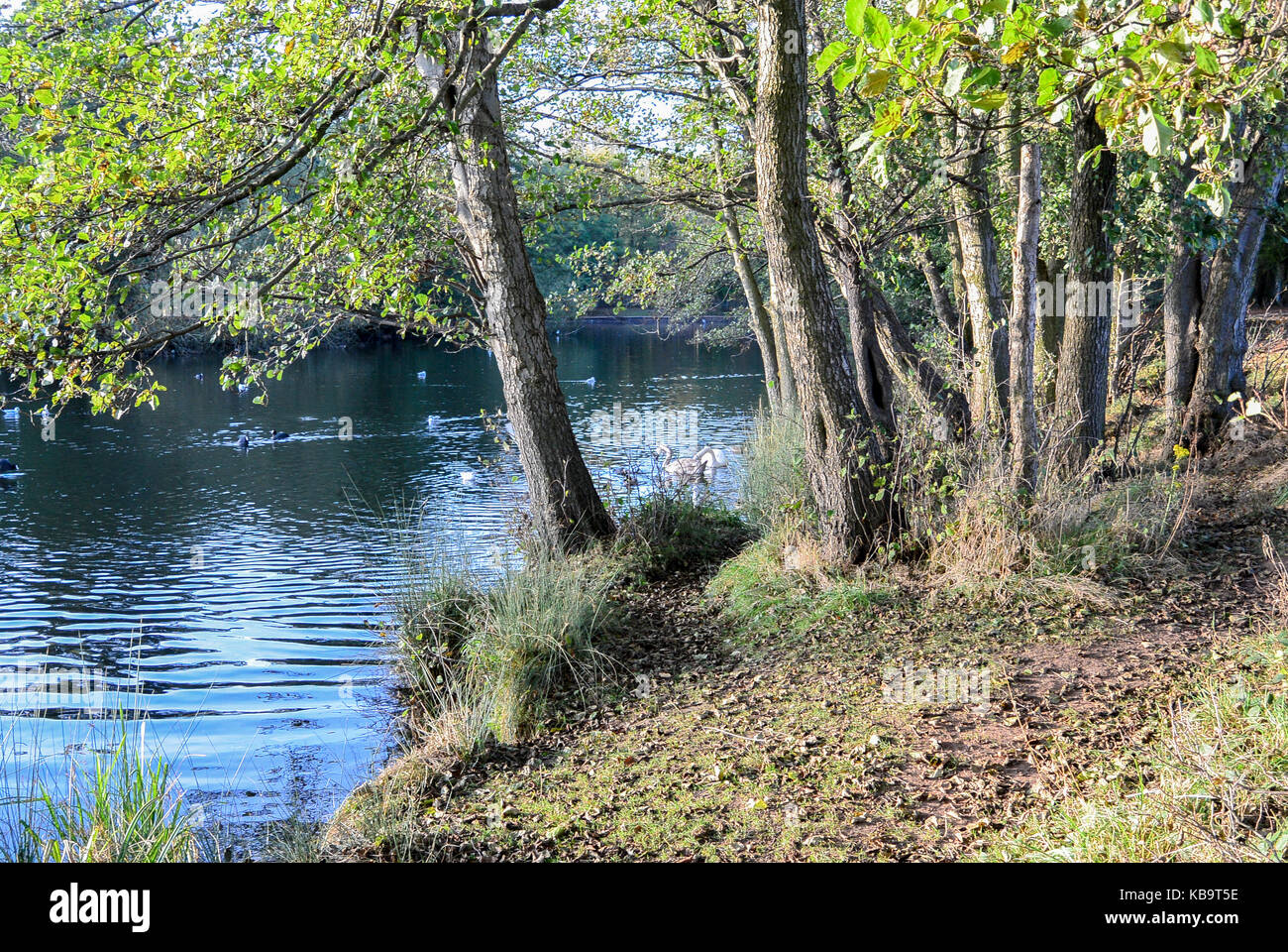 Lake in countryside parkland, England Stock Photo - Alamy