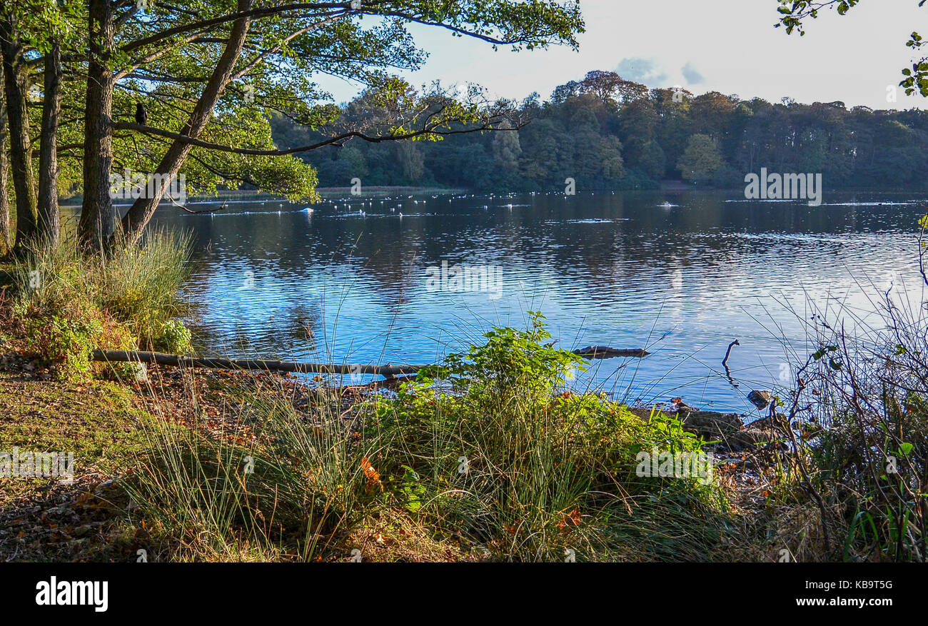 Lake in countryside parkland, England Stock Photo - Alamy
