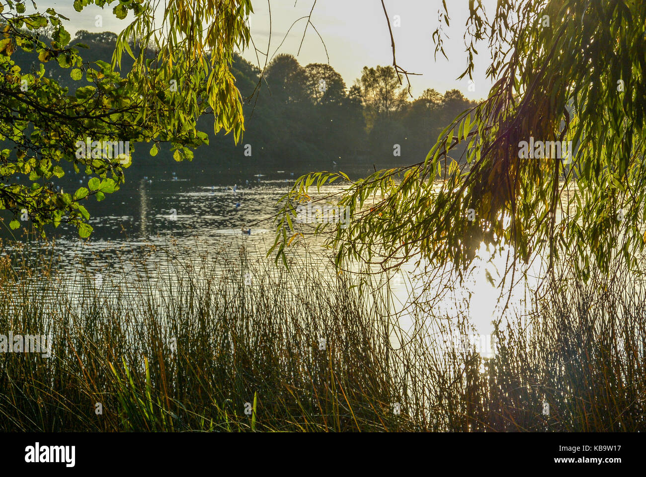 Lake in countryside parkland, England Stock Photo - Alamy
