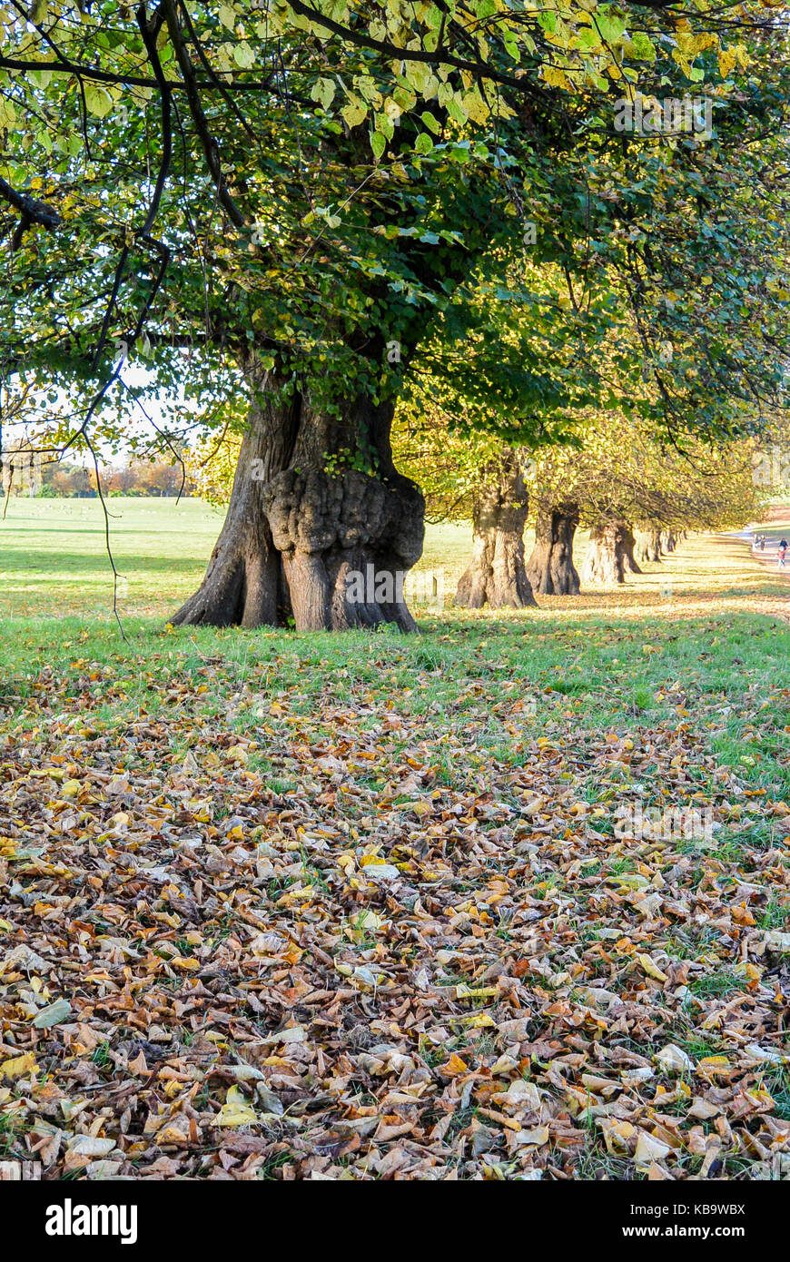 Landscape view of Wollaton Hall Park, Nottingham Stock Photo - Alamy