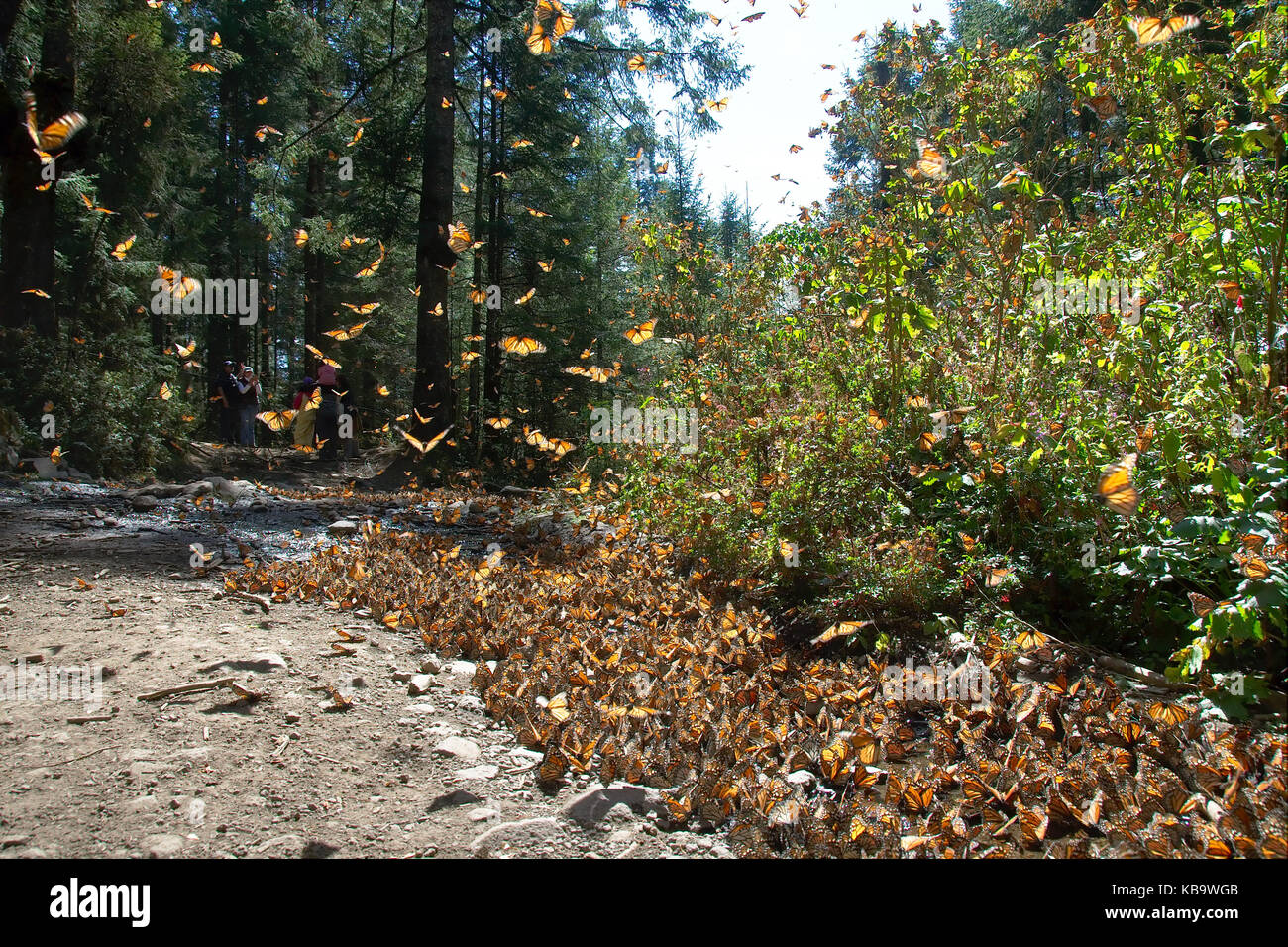 Monarch butterflies mexico hi-res stock photography and images - Alamy