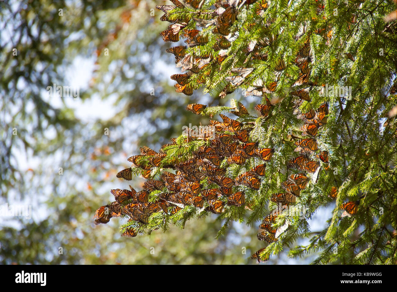 Monarch butterflies arriving at Michoacan, Mexico, after migrating from ...