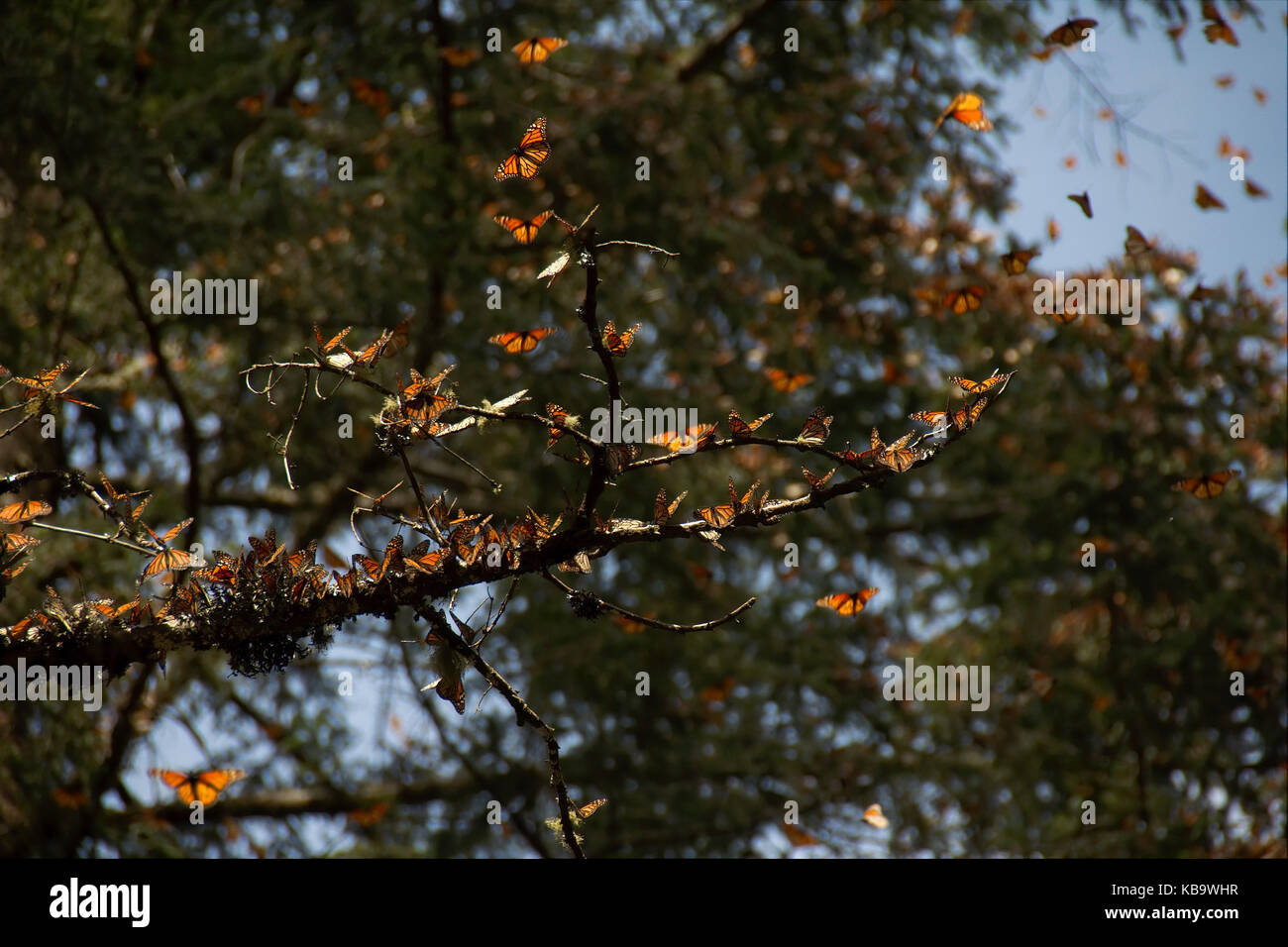 Monarch butterflies arriving at Michoacan, Mexico, after migrating from ...