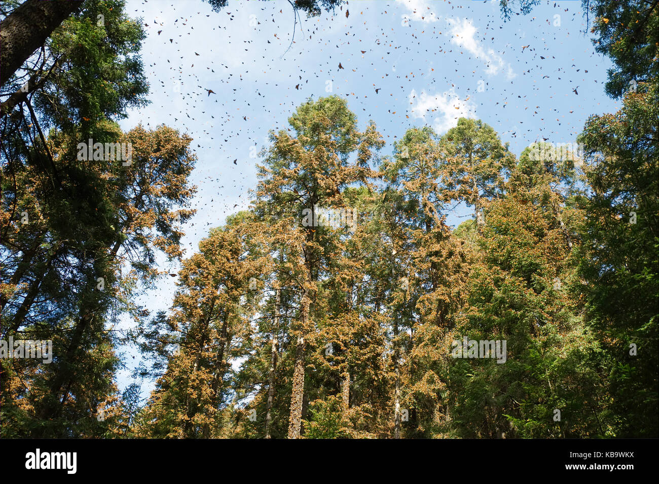 Monarch butterflies arriving at Michoacan, Mexico, after migrating from ...