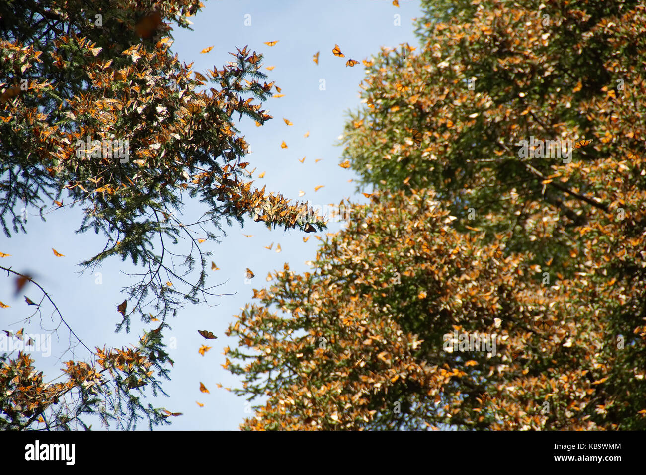 Monarch butterflies arriving at Michoacan, Mexico, after migrating from ...