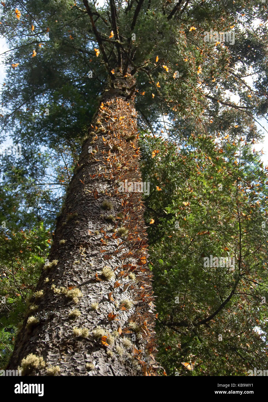 Monarch butterflies arriving at Michoacan, Mexico, after migrating from ...