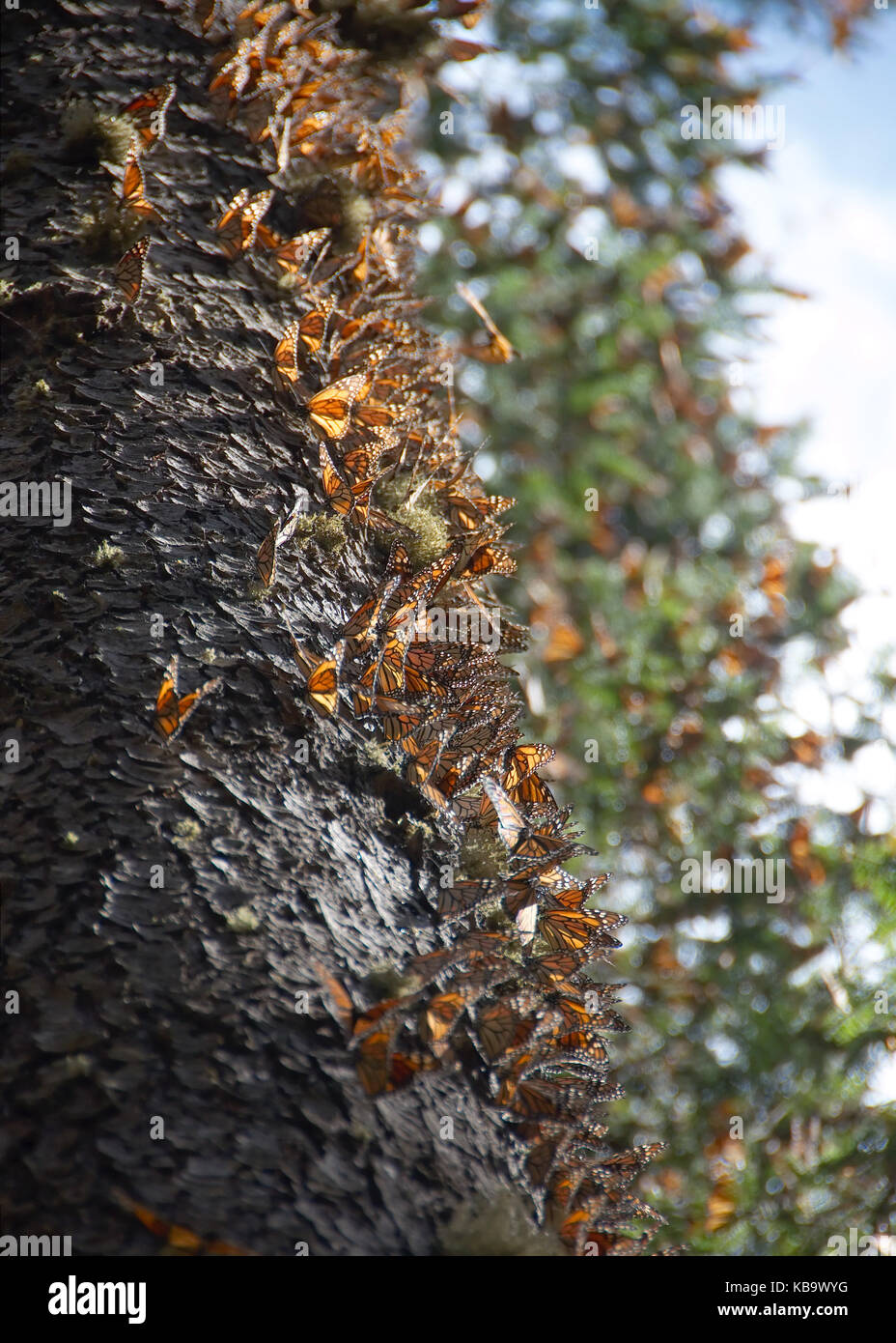 Monarch butterflies arriving at Michoacan, Mexico, after migrating from ...