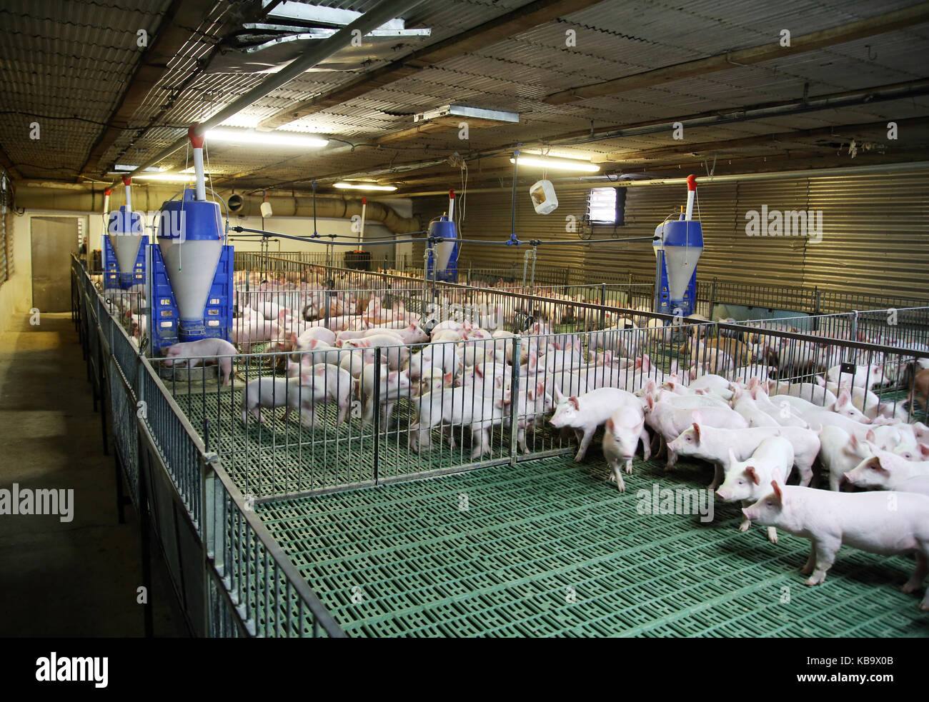 Young domestic breed piglets growing on modern animal farm Stock Photo ...