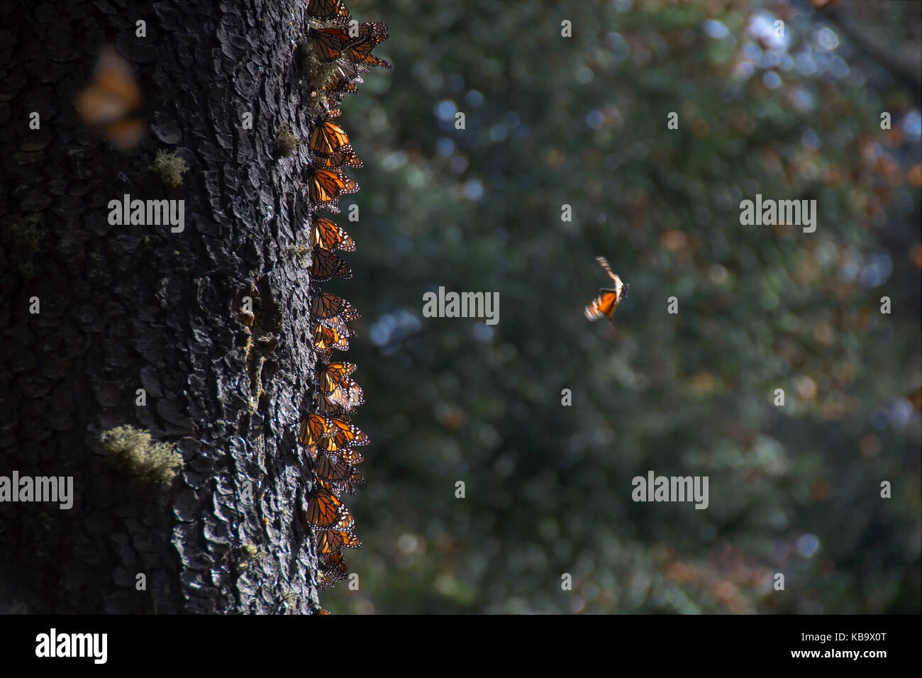 Monarch butterflies arriving at Michoacan, Mexico, after migrating from ...