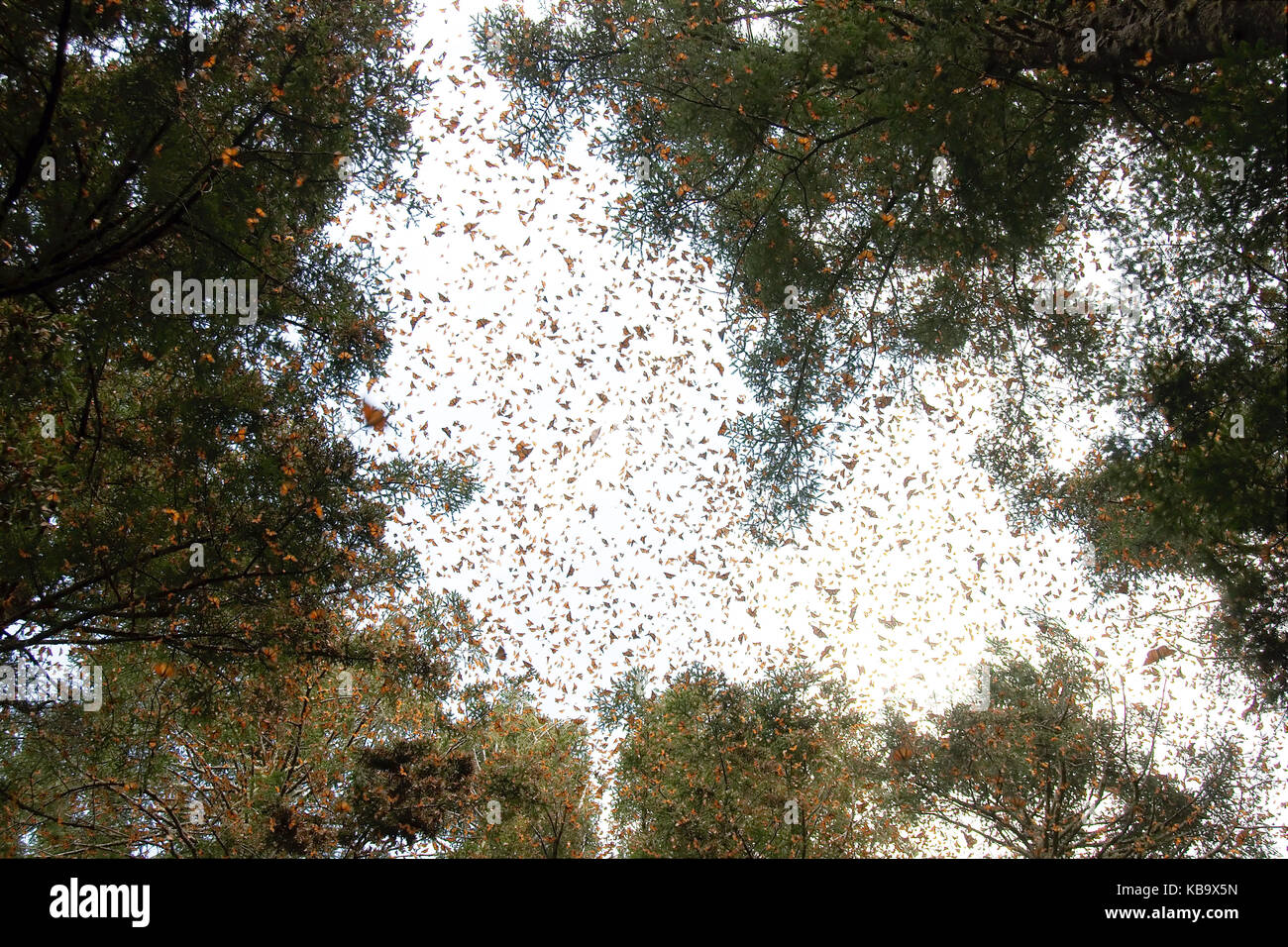 Monarch butterflies arriving at Michoacan, Mexico, after migrating from ...