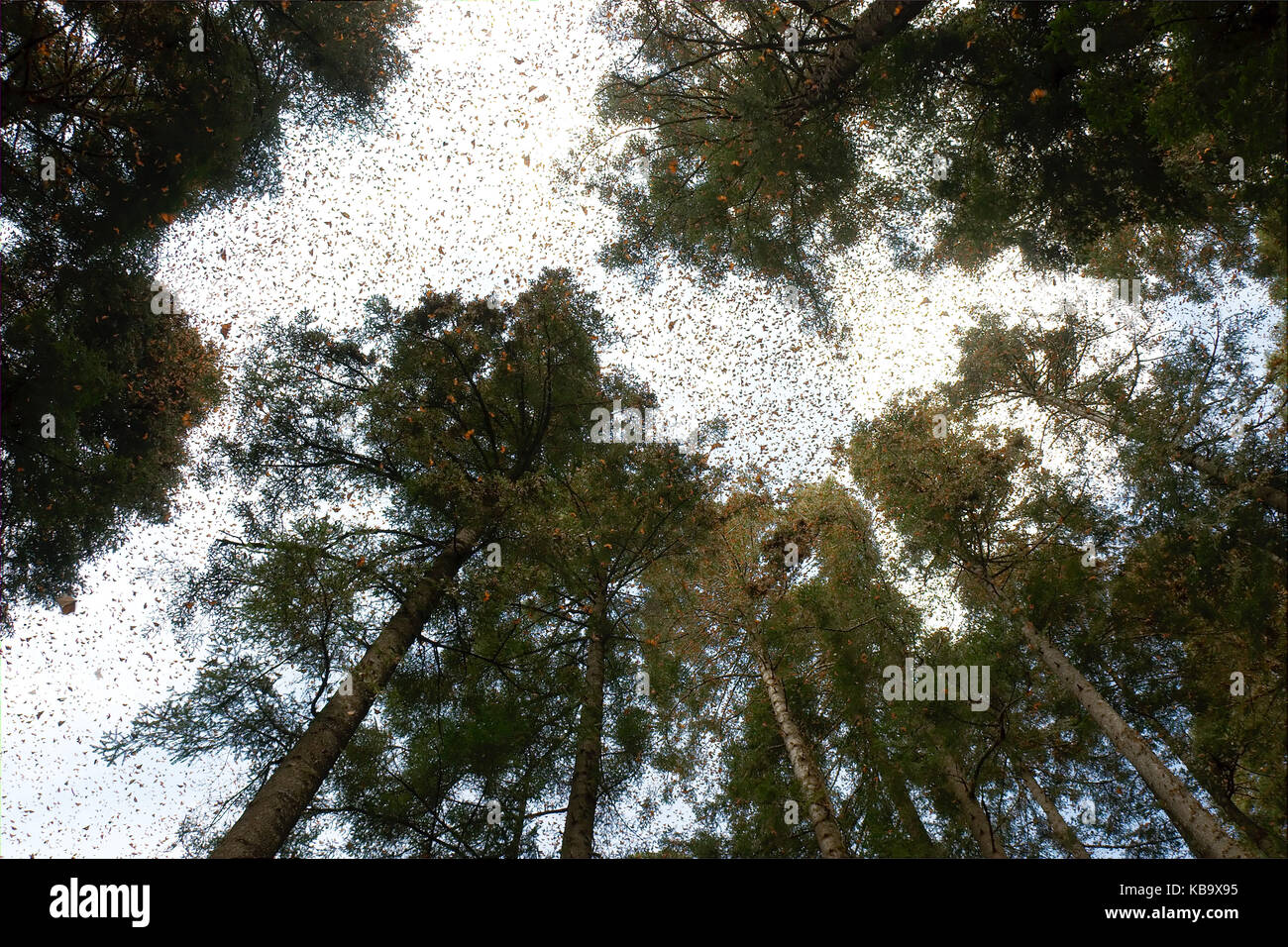 Monarch butterflies arriving at Michoacan, Mexico, after migrating from ...