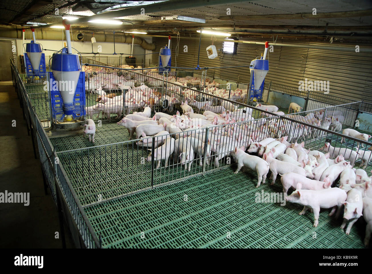Industrial pig farm for breeding little hogs Stock Photo - Alamy