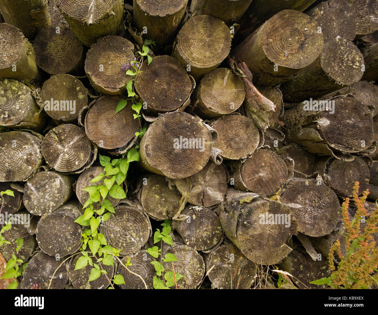 Pit Props High Resolution Stock Photography and Images - Alamy