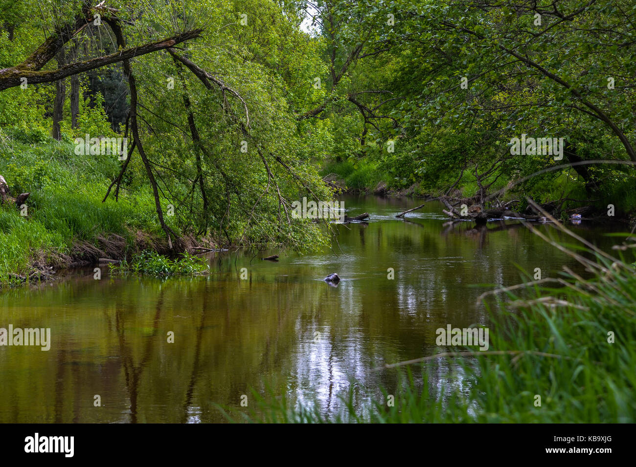 Small river Grabia in central Poland Stock Photo - Alamy