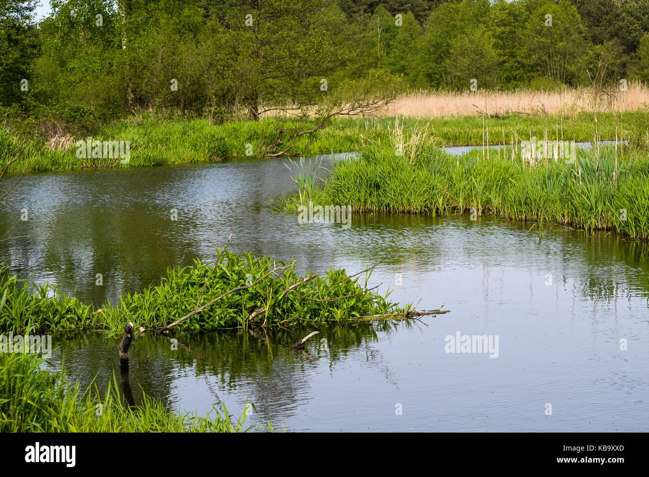 Small river Grabia in central Poland Stock Photo - Alamy