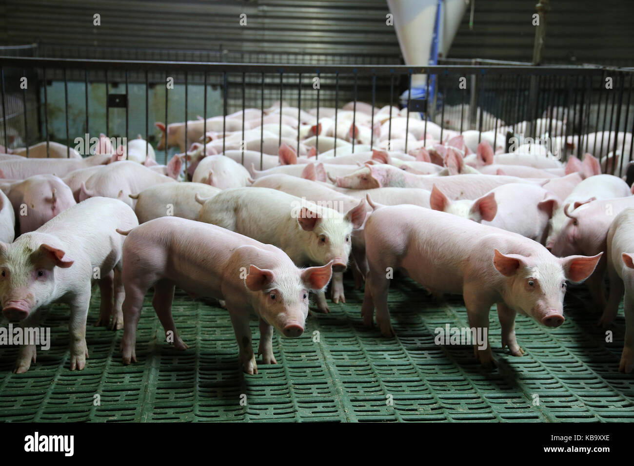 Industrial pig farm for breeding little hogs Stock Photo - Alamy