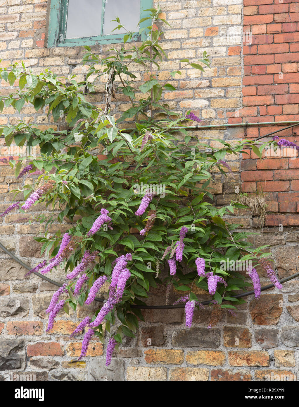 Plant growing out of brickwork hi-res stock photography and images - Alamy