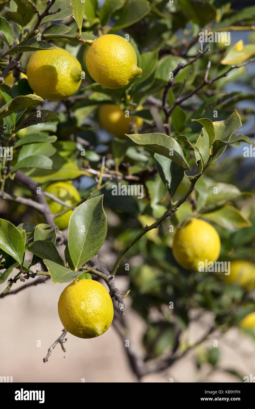 Lemon tree in Val di Noto. Sicily, Italy Stock Photo - Alamy