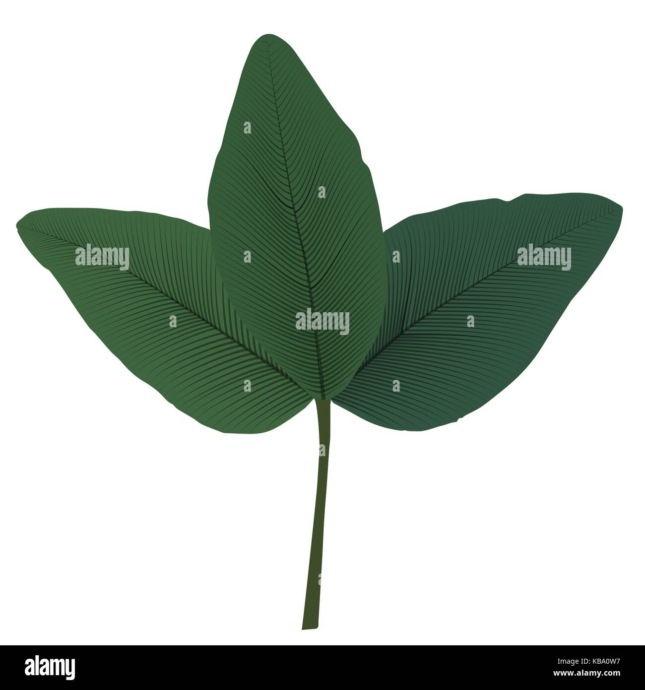 Naturalistic leaves hi-res stock photography and images - Alamy