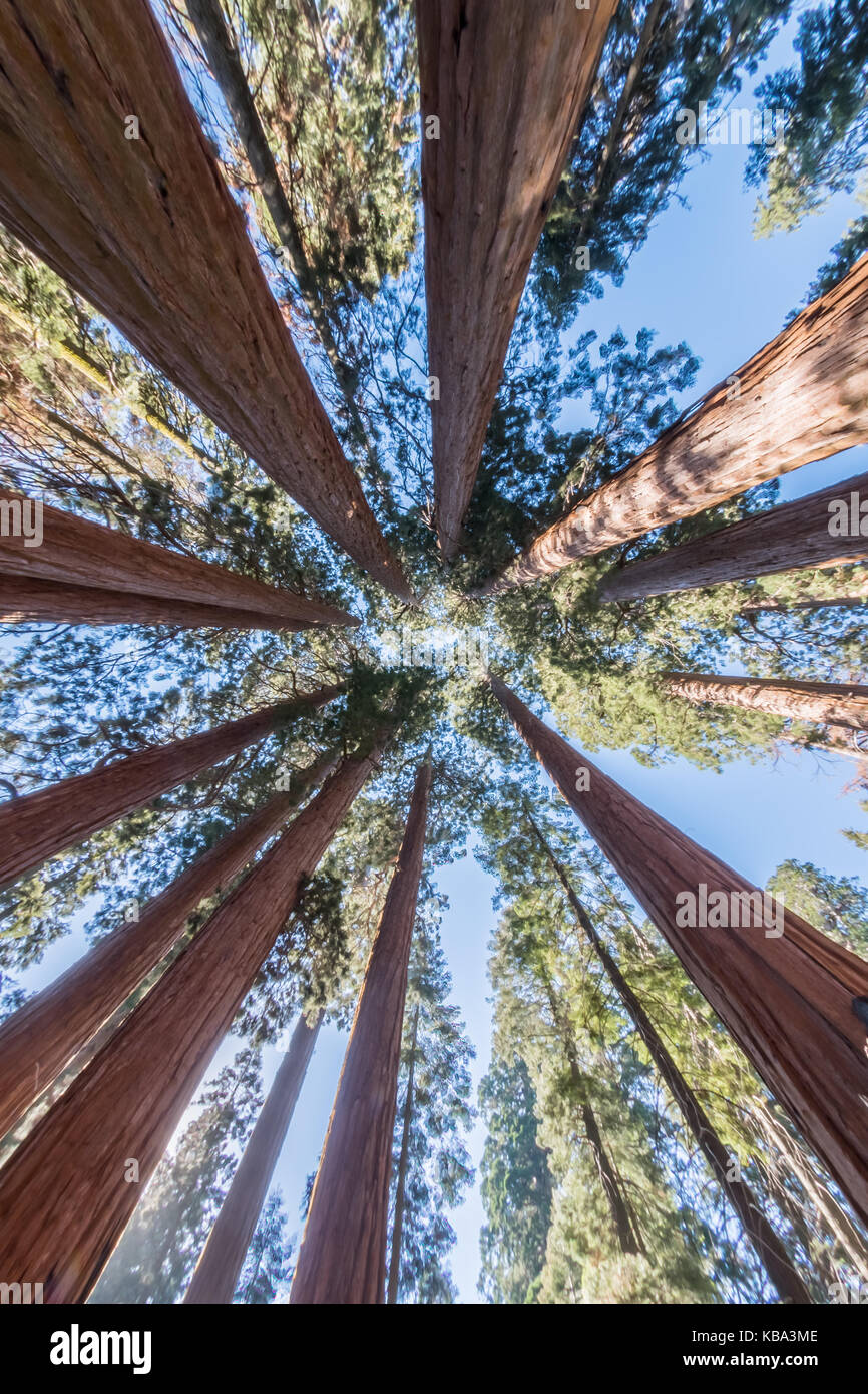 Towering Sequoia Canopy in grove of giant trees Stock Photo - Alamy