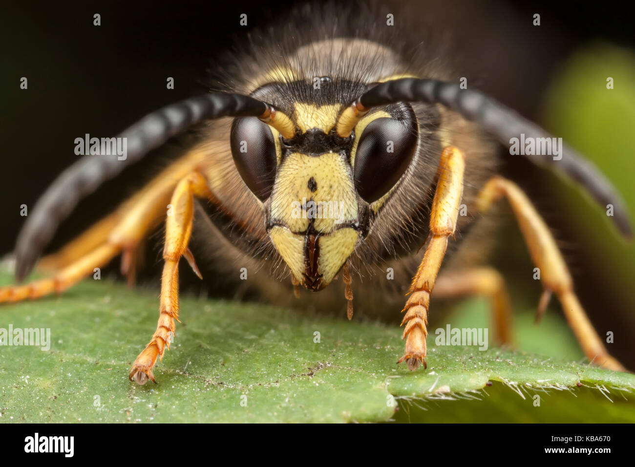Close up wasp hi-res stock photography and images - Alamy
