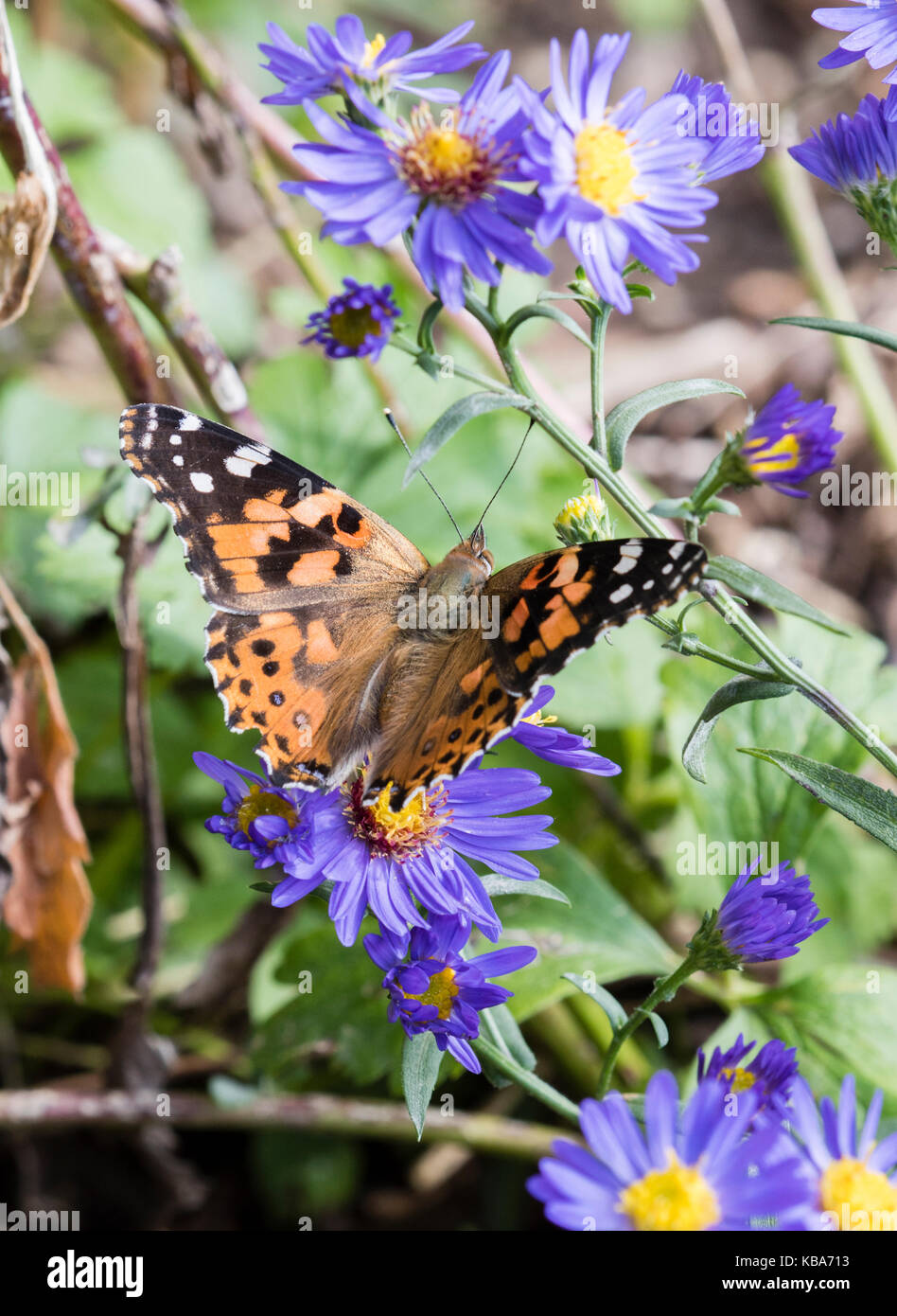 Macro Painted Lady Butterfly in Aster Flowers Stock Photo - Alamy