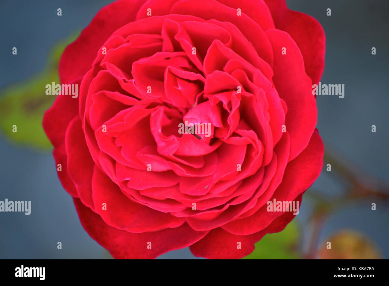 Perfect shape hi-res stock photography and images - Alamy