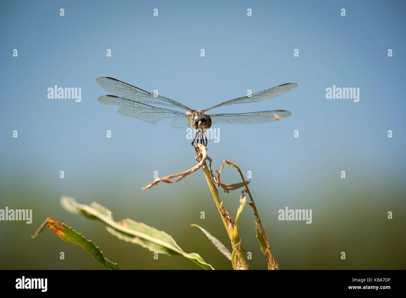 Blue Dasher Dragonfly on plant at Metzger Marsh in Ohio Stock Photo - Alamy