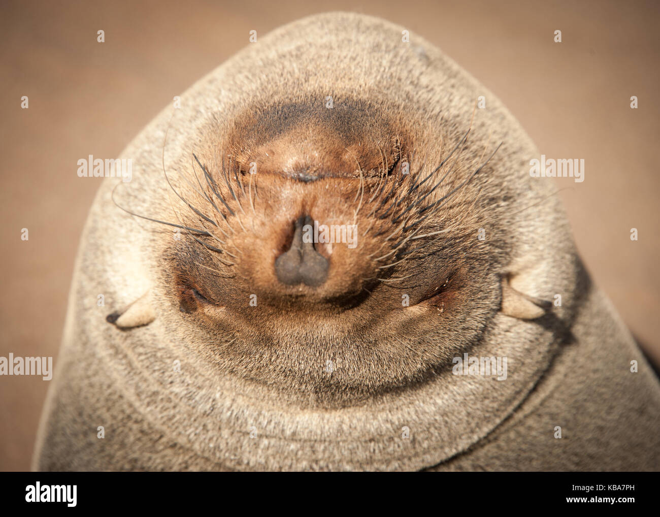 Fur seal sunning his chest, Cape Cross, Namibia Stock Photo - Alamy