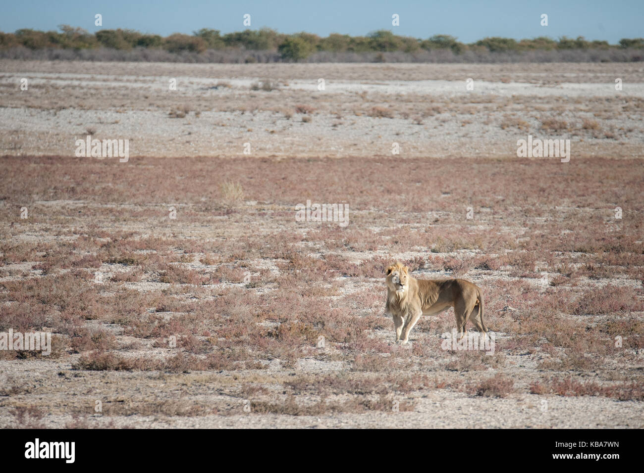 A male lion calling to his pride, Etosha National Park, Namibia Stock ...