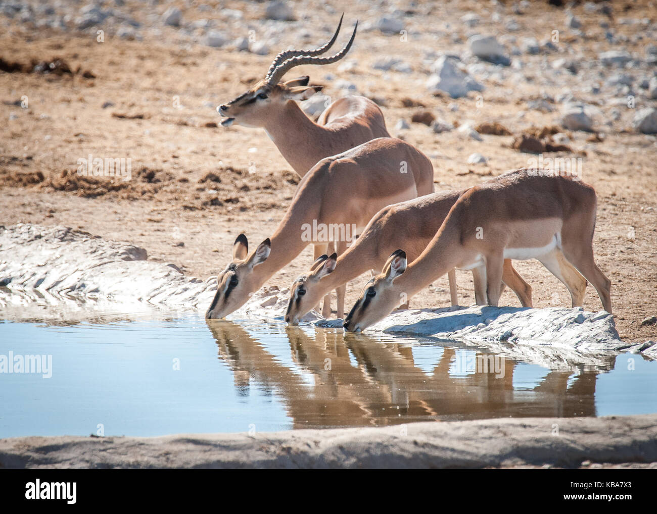 Black-faced Impala drinking from a water hole, Etosha National Park ...