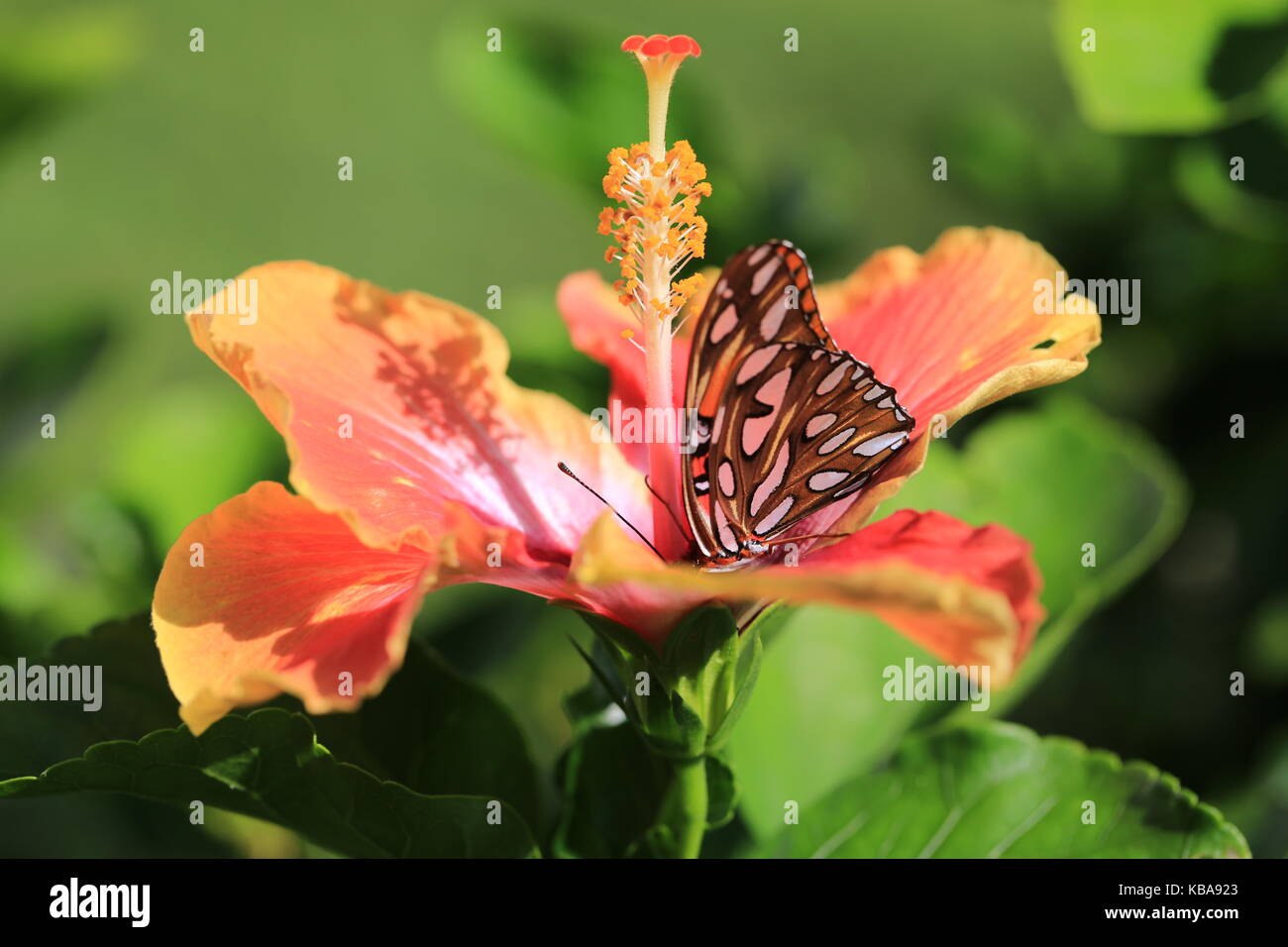 Orange butterfly on Hibiscus flower Stock Photo - Alamy
