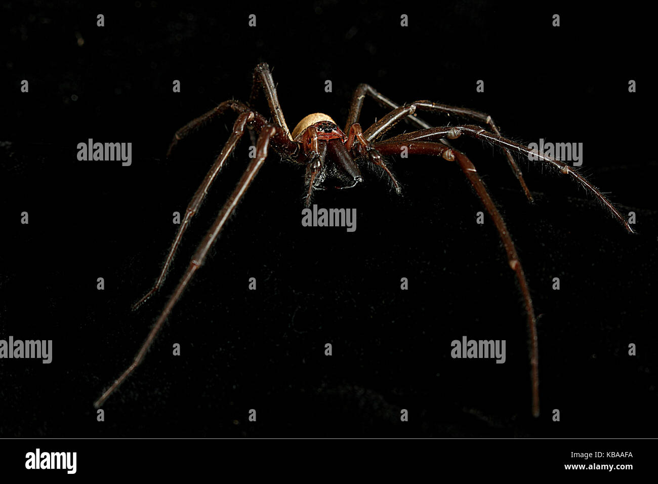 New Zealand spiders, sheetweb spider Stock Photo - Alamy