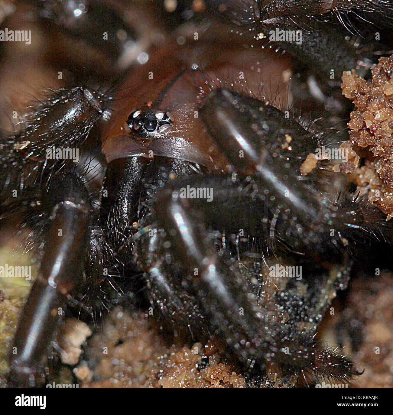 Creepy spiders hi-res stock photography and images - Alamy