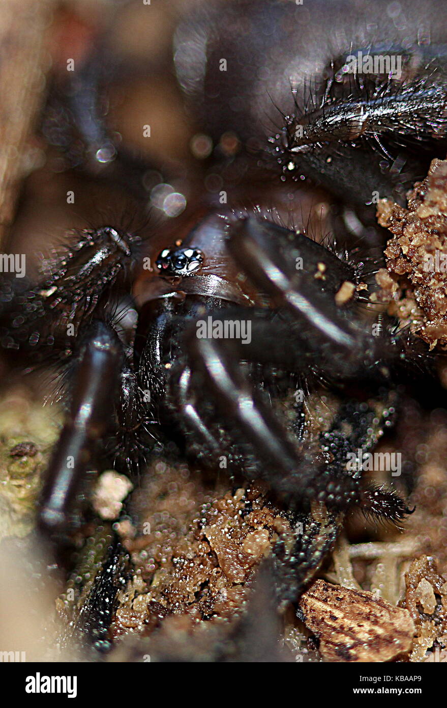 New Zealand spiders, tunnelweb Stock Photo - Alamy