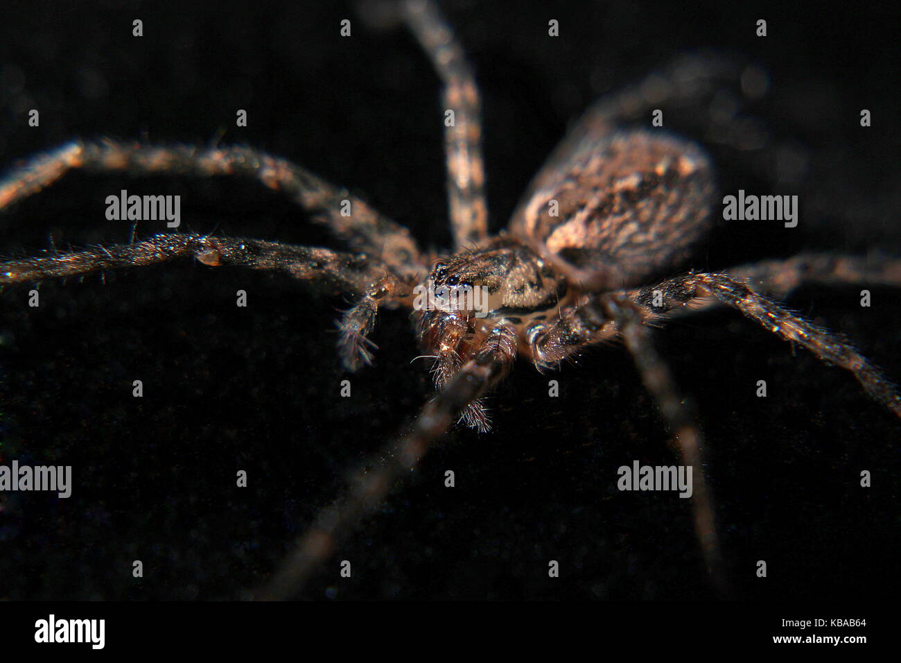 New Zealand spiders Stock Photo - Alamy