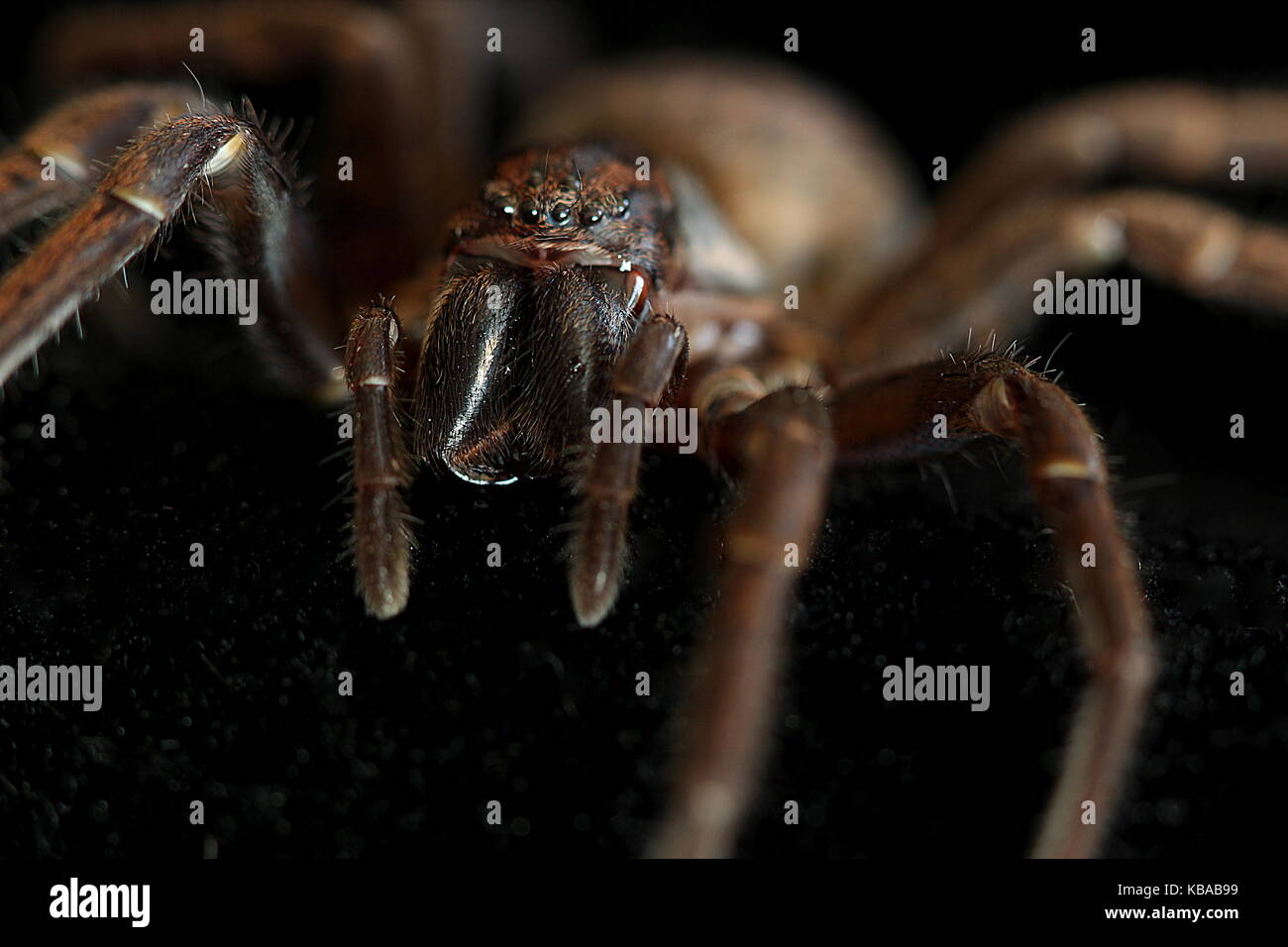 Viriditas hi-res stock photography and images - Alamy