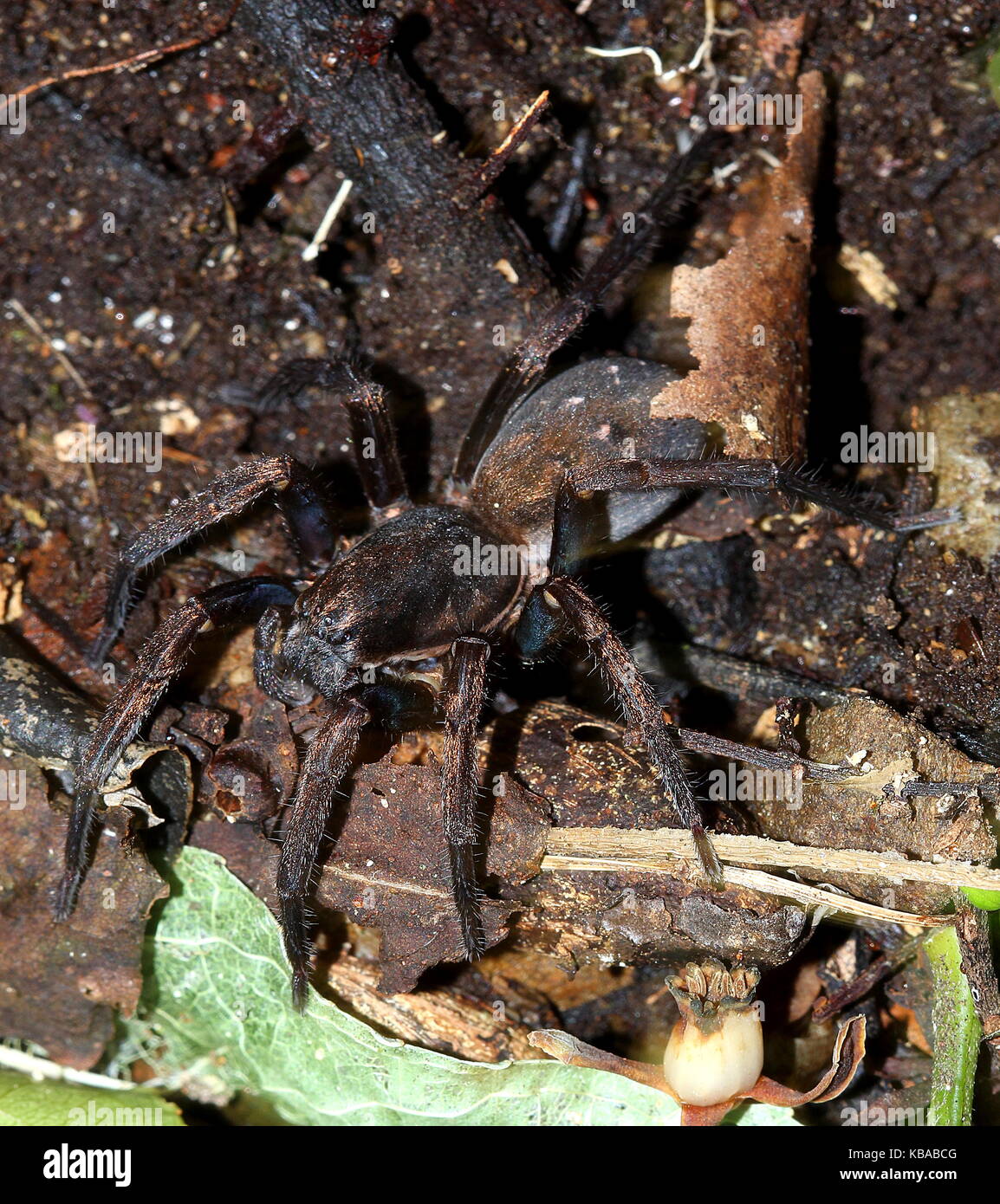 Nocturnal spiders hi-res stock photography and images - Alamy