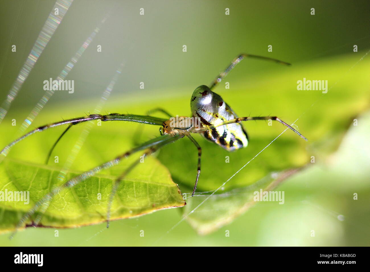 New Zealand spiders, raindrop spider Stock Photo - Alamy